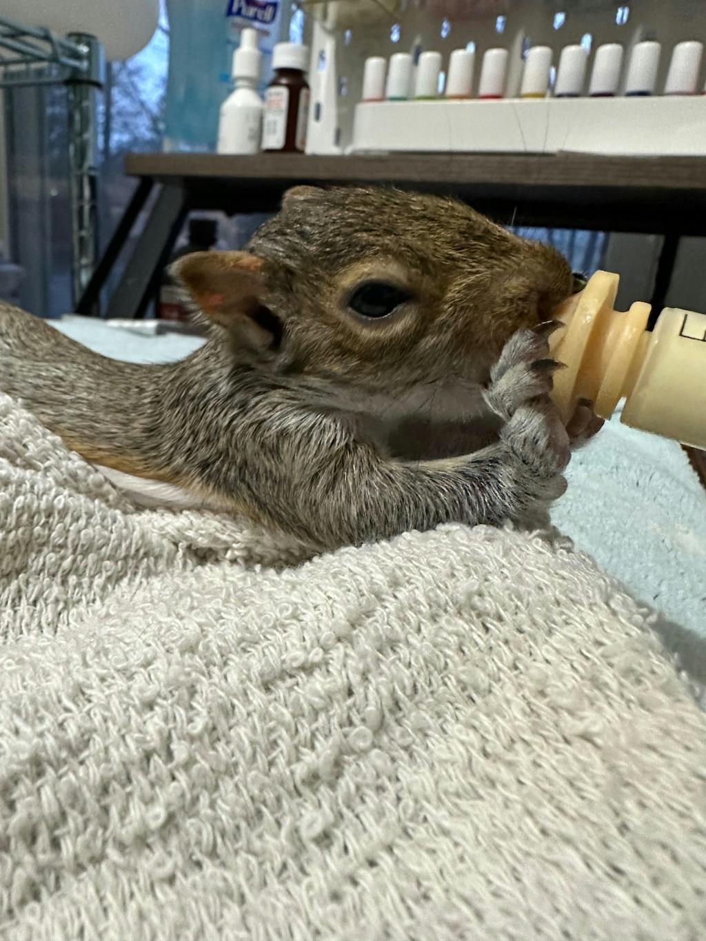 Wombaroo Squirrel Milk | Henry's Pets