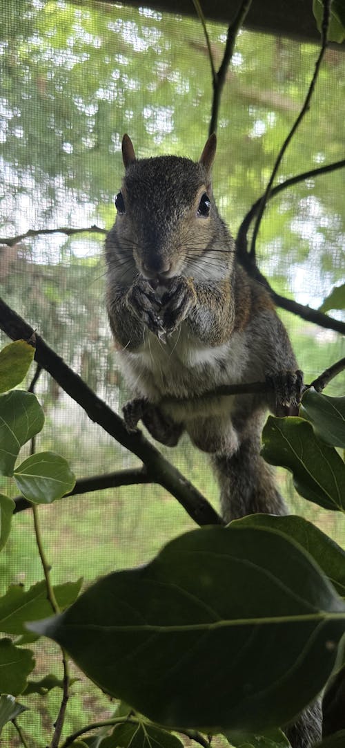 Squirrel Blocks – Henry's Pets