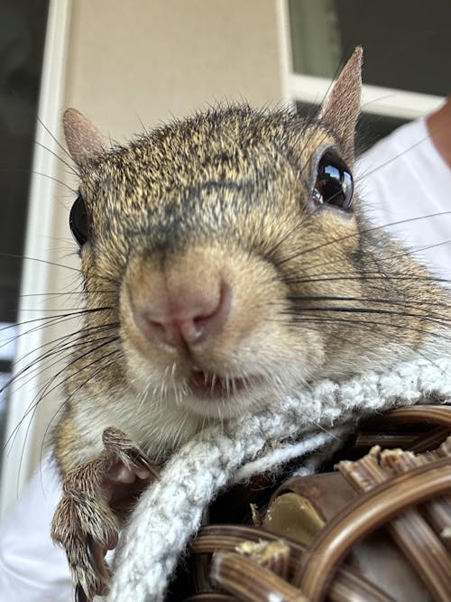 Squirrel Blocks – Henry's Pets