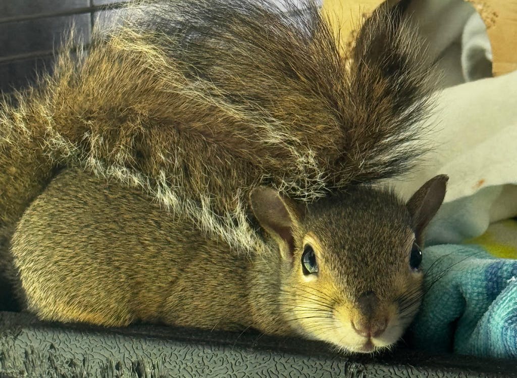 Healthy Blocks for Squirrels, Flyers & More | Henry's Pets