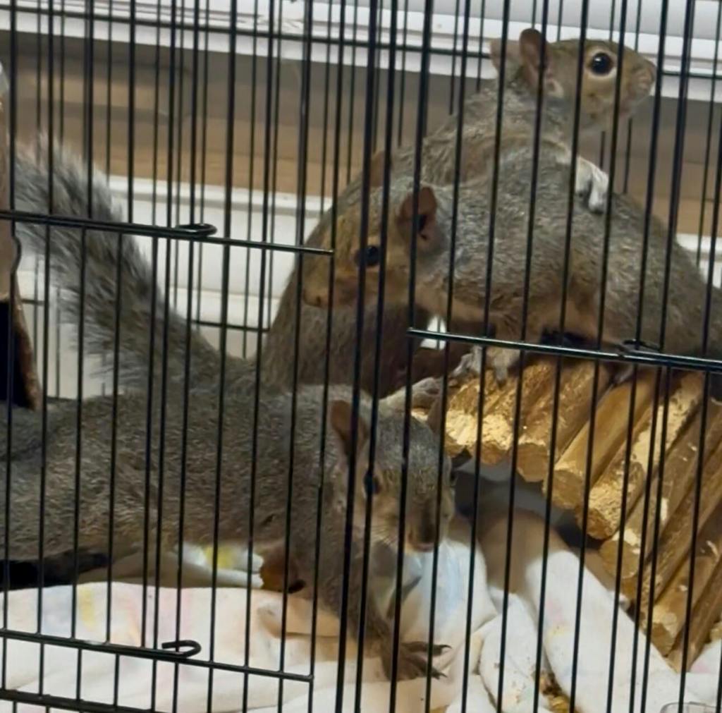 Healthy Blocks for Squirrels, Flyers & More | Henry's Pets