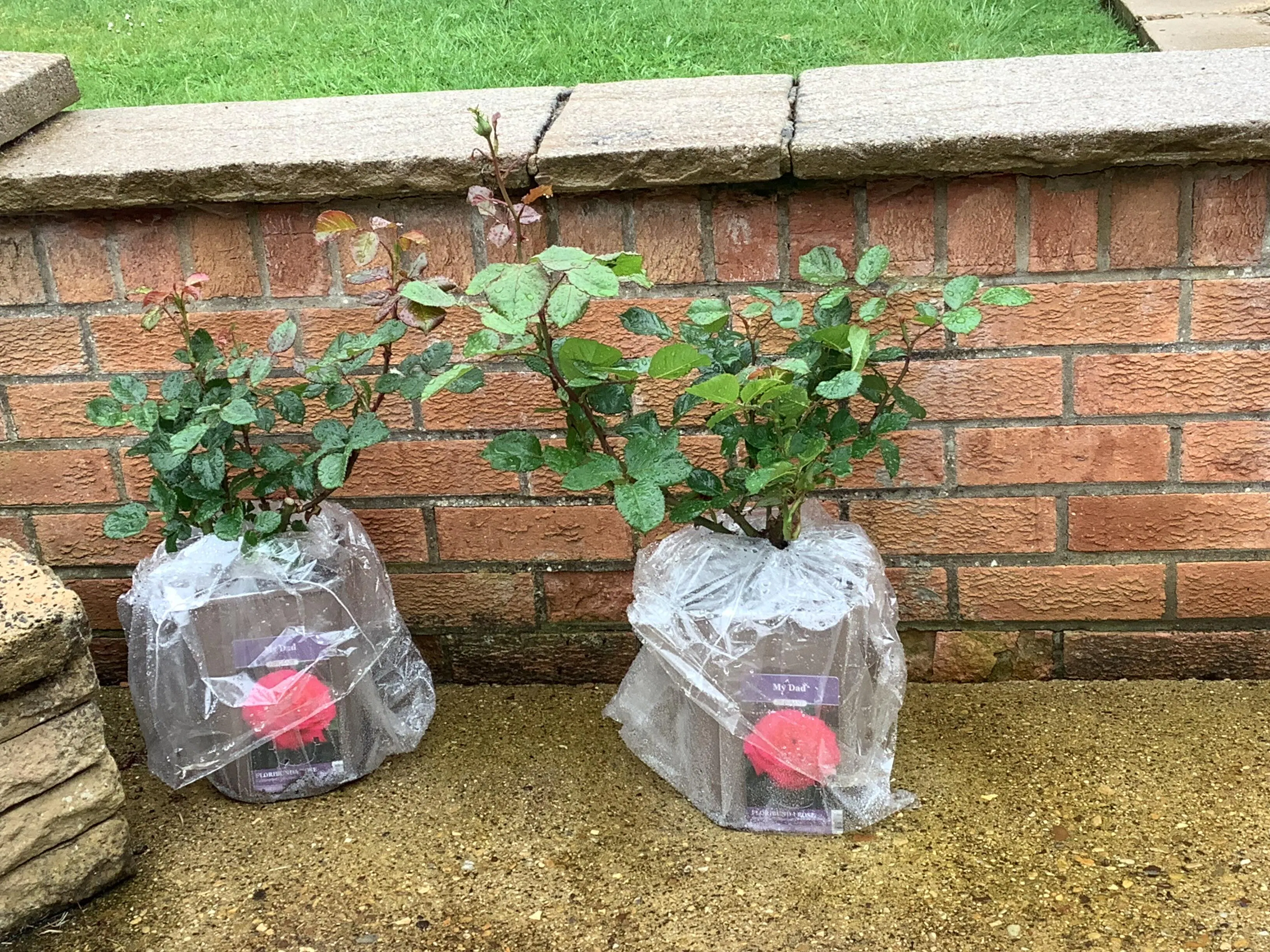 My Dad |Celebration Rose |5.5ltr potted – Henry Street Nursery