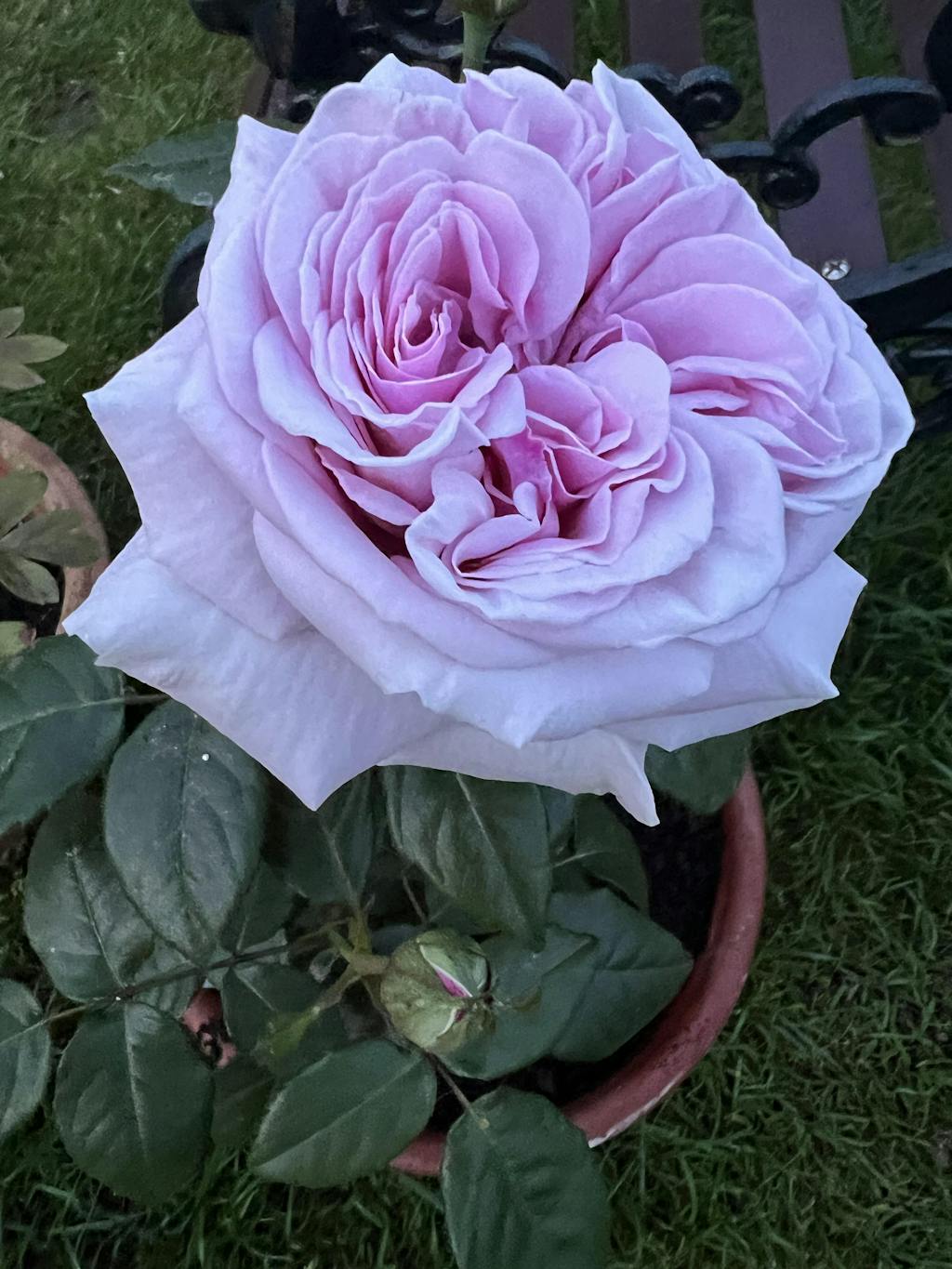 Pacific Blue |Hybrid Tea Rose |5.5ltr potted – Henry Street Nursery