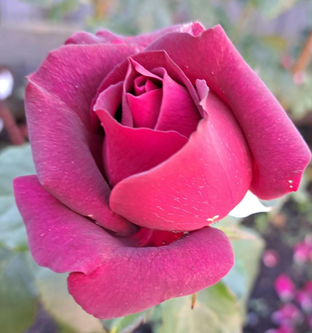 Royal Parfuma |Cottage Garden Rose |5.5ltr potted – Henry Street Nursery