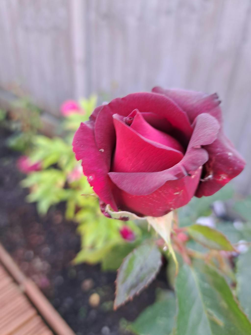 Royal Parfuma |Cottage Garden Rose |5.5ltr potted – Henry Street Nursery