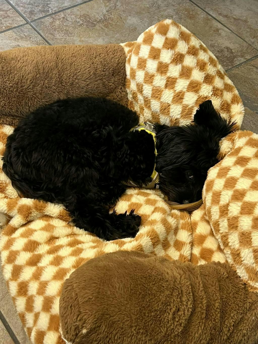 Vintage Leisure Diamond Sofa Luxe Pet Bed for Comfort for Sale – HENSIS