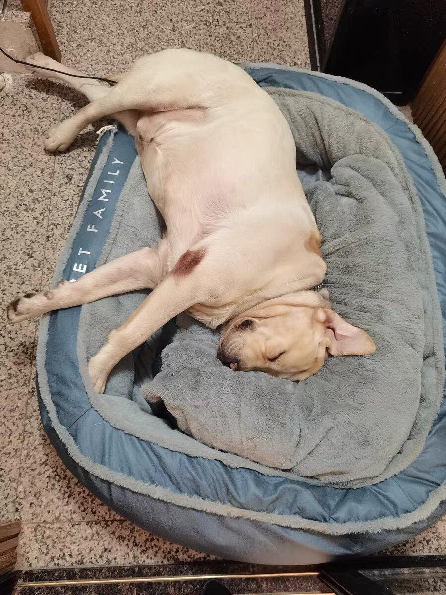 Large Warm Deep Sleeping Bed Orthopedic Dog Bed for Sale – HENSIS