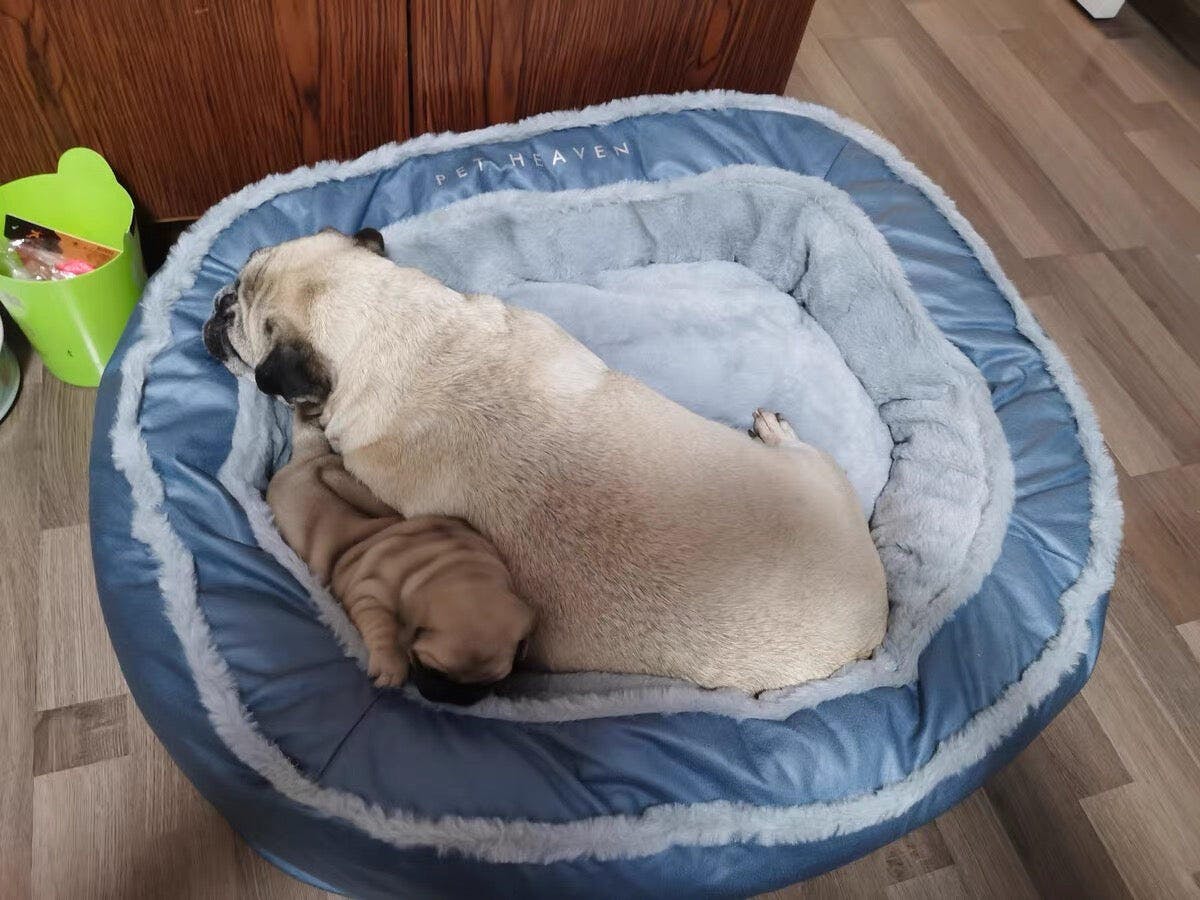 Large Warm Deep Sleeping Bed Orthopedic Dog Bed for Sale – HENSIS