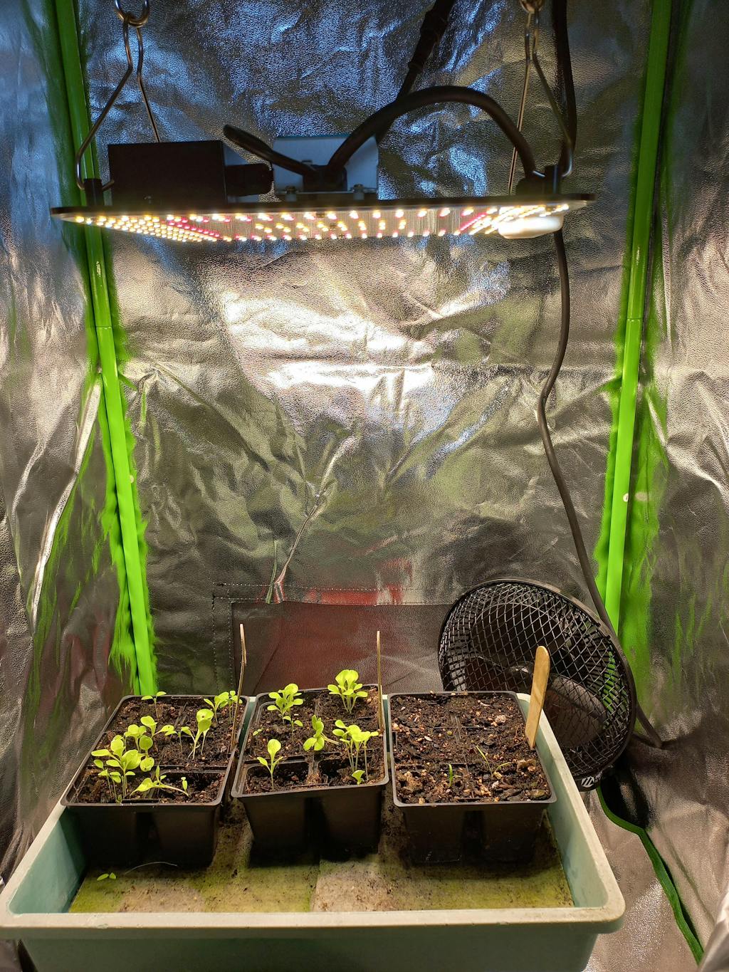 100W Quantum Par Led Grow Light | Herbal House