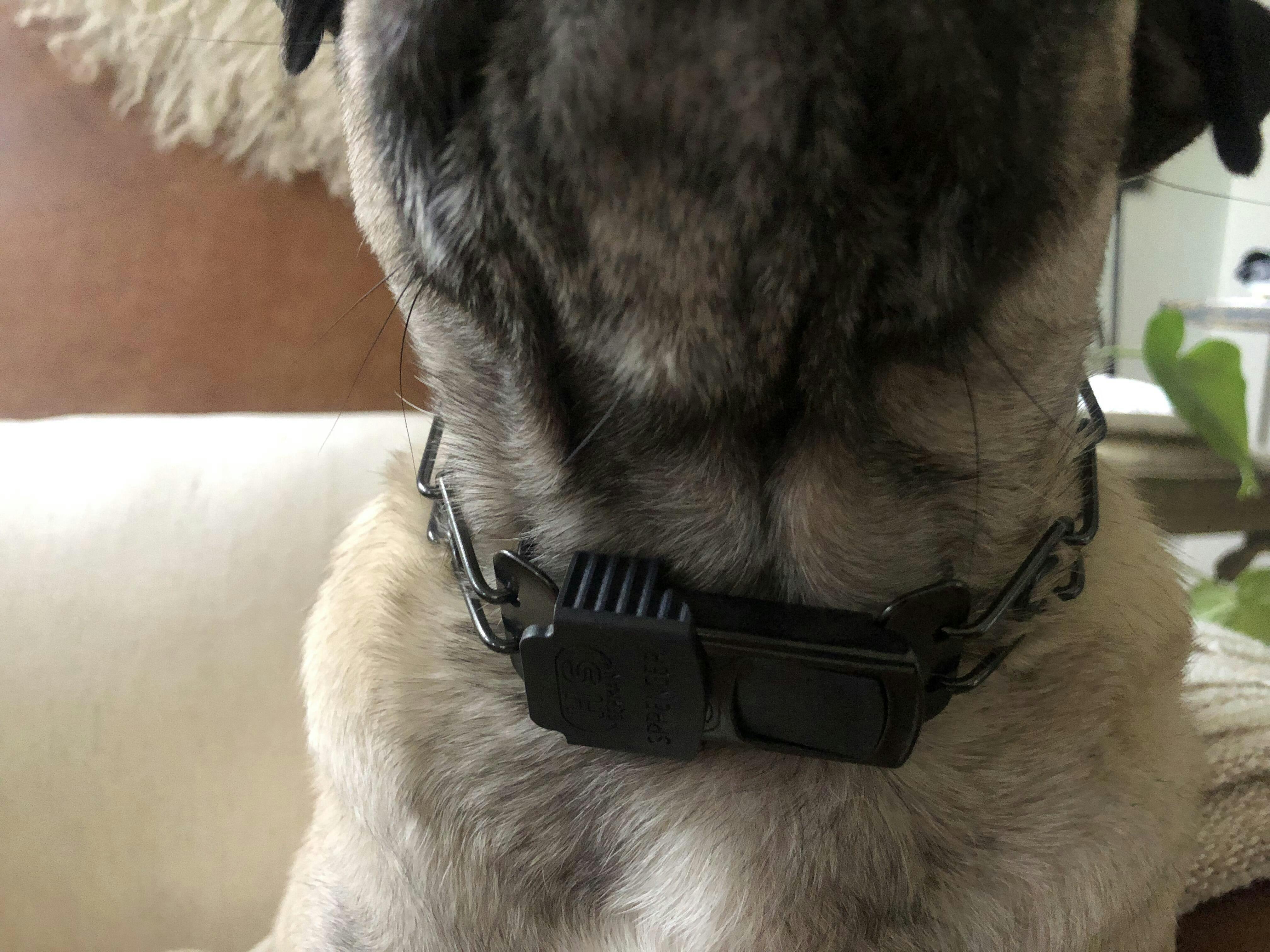 ULTRA-PLUS Training Collar with Center Plate, Assembly Chain, and Swiv