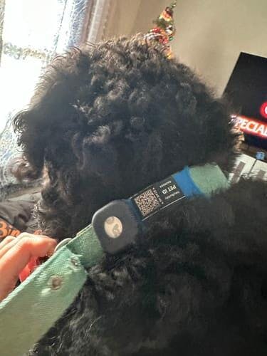 HeyBuddy - SMART Tag – HeyBuddy Club