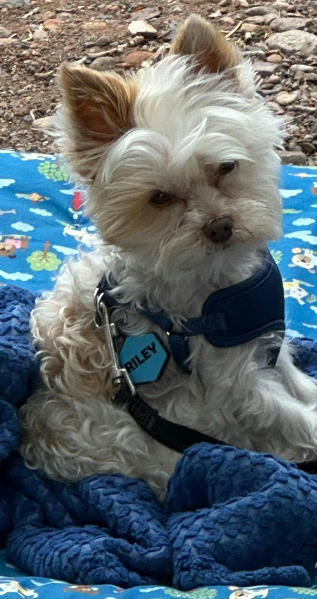 HeyBuddy - SMART Tag – HeyBuddy Club