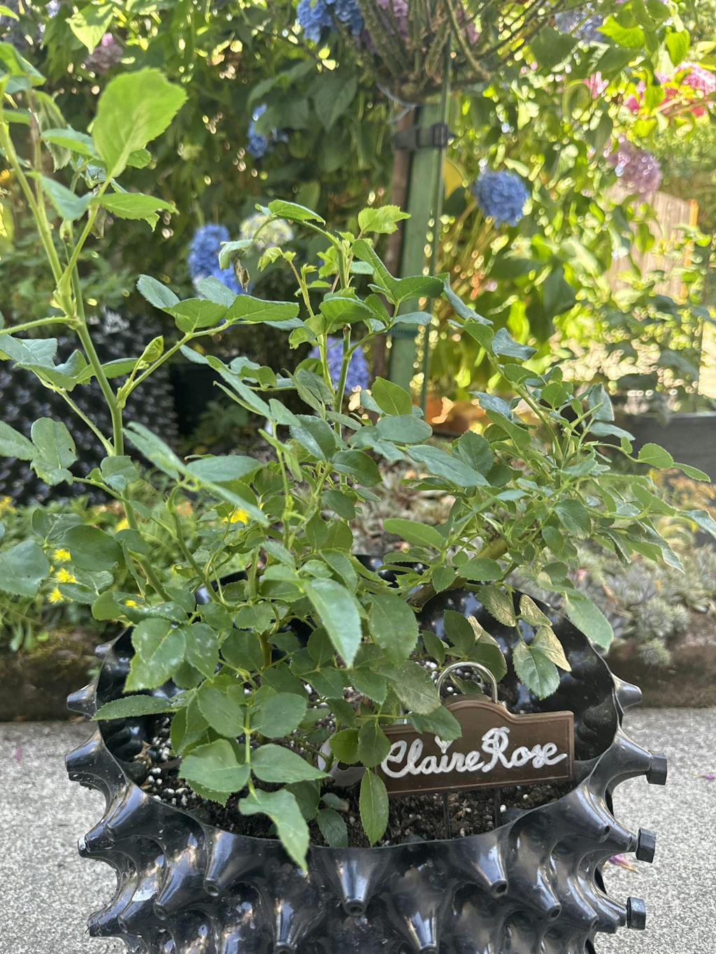 AUSlight Rose - English Garden Shrub Rose Live Plant | Highgarden Roses ...