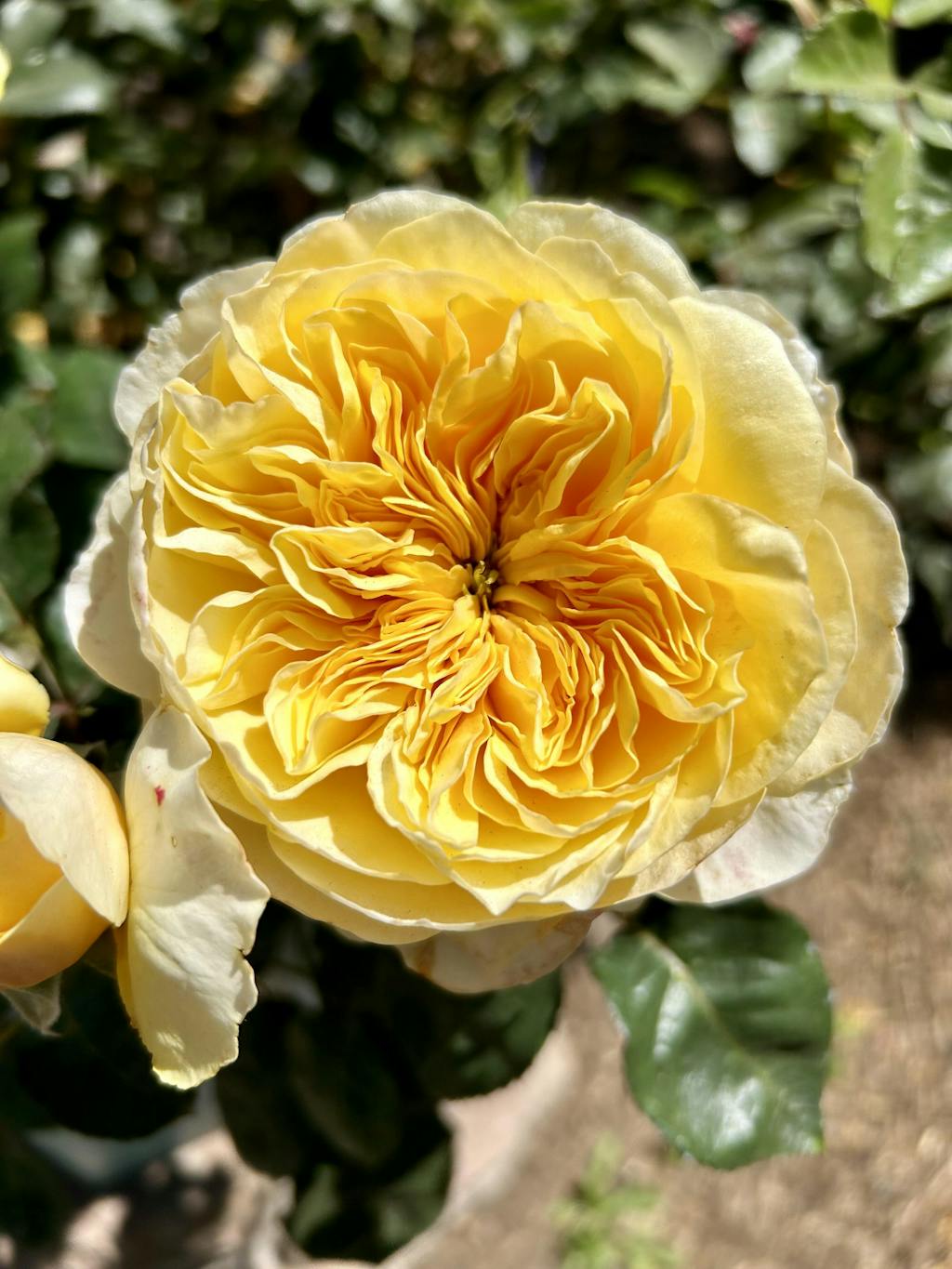 Netherlands Florist Shrub Rose Inspired by Jeanne d'Arc For Sale ...