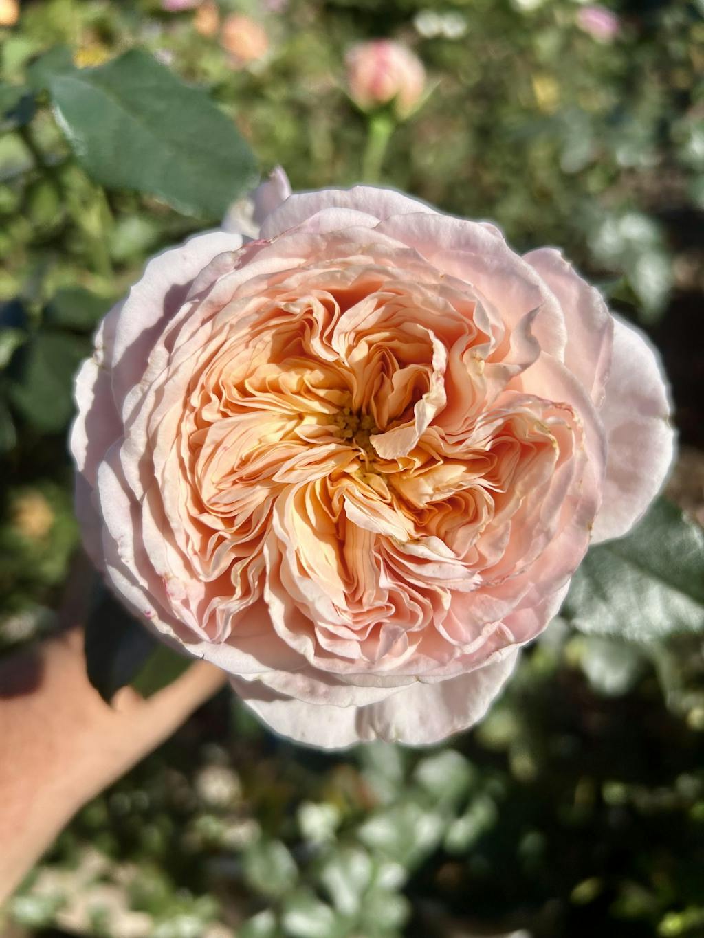 French Florist Shrub Rose Live Plant | Highgarden Roses | Domaine de Chantilly | Delbard