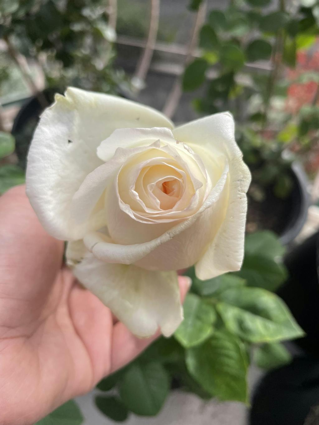 Best Sellers – Highgarden Roses