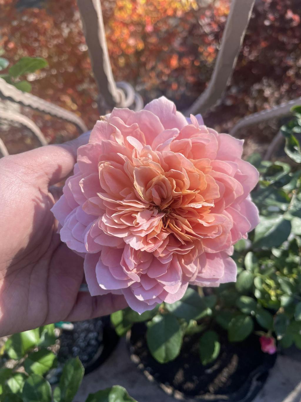 Best Sellers – Highgarden Roses