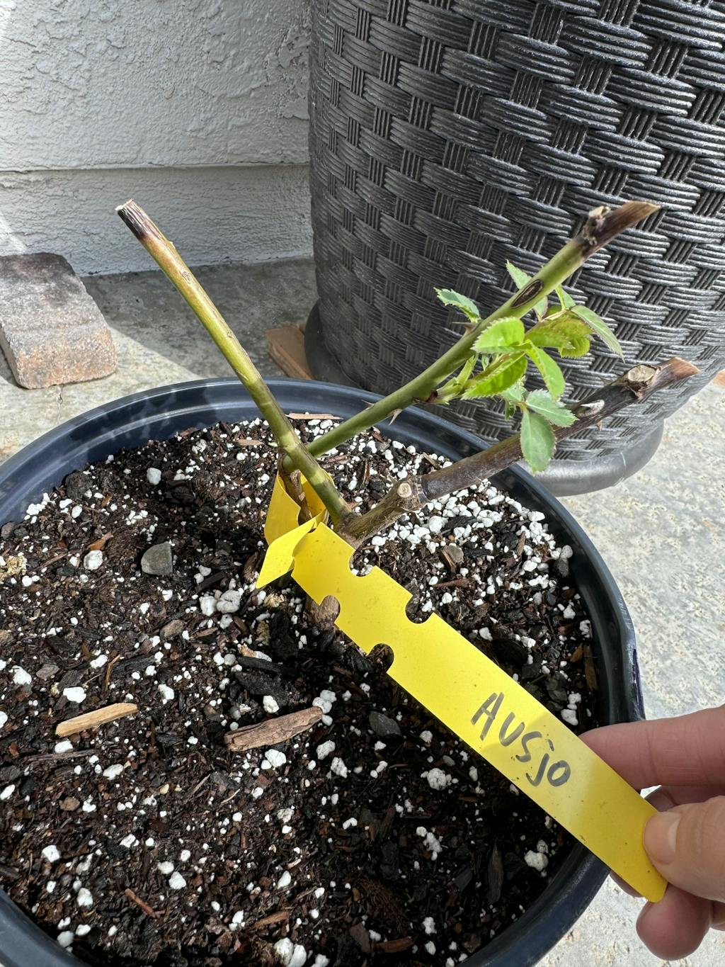 New Arrivals Rose Bushes | Rare Own Root Garden Roses – Highgarden Roses