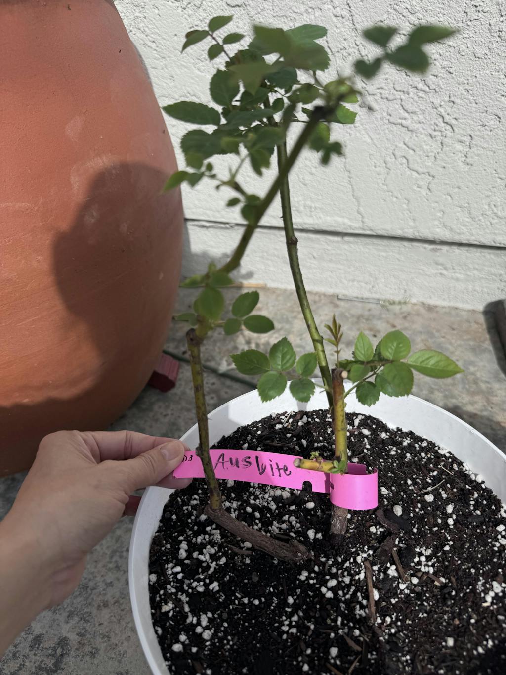 New Arrivals Rose Bushes | Rare Own Root Garden Roses – Highgarden Roses