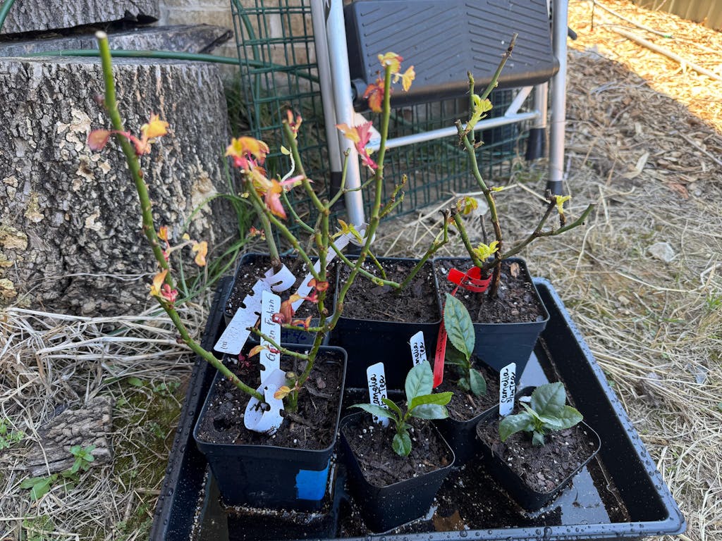 Best Selling Premium Rose Bushes | English Japanese French Garden Roses ...