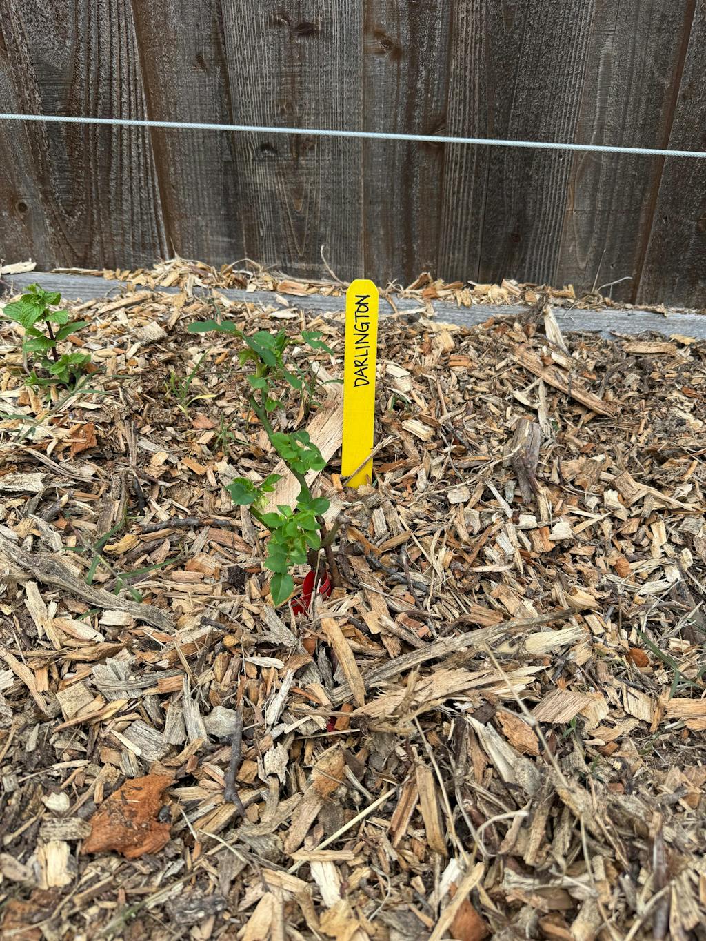 New Arrivals | Premium Rose Bushes | Own Root Garden & Florist Roses ...