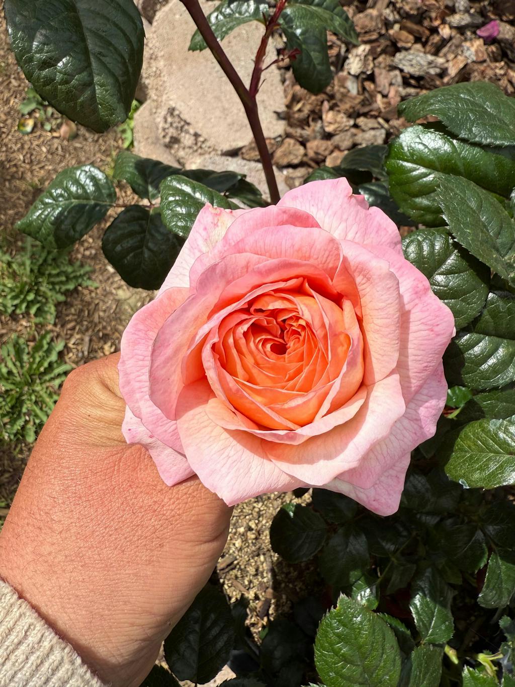 Best Selling Premium Rose Bushes | English Japanese French Garden Roses ...