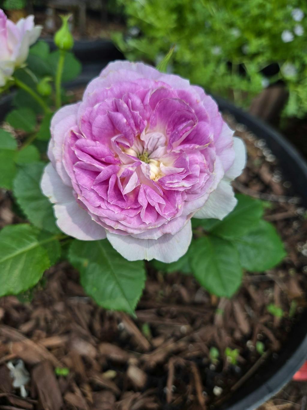 French Garden Shrub Rose Inspired by Claude Monet – Highgarden Roses