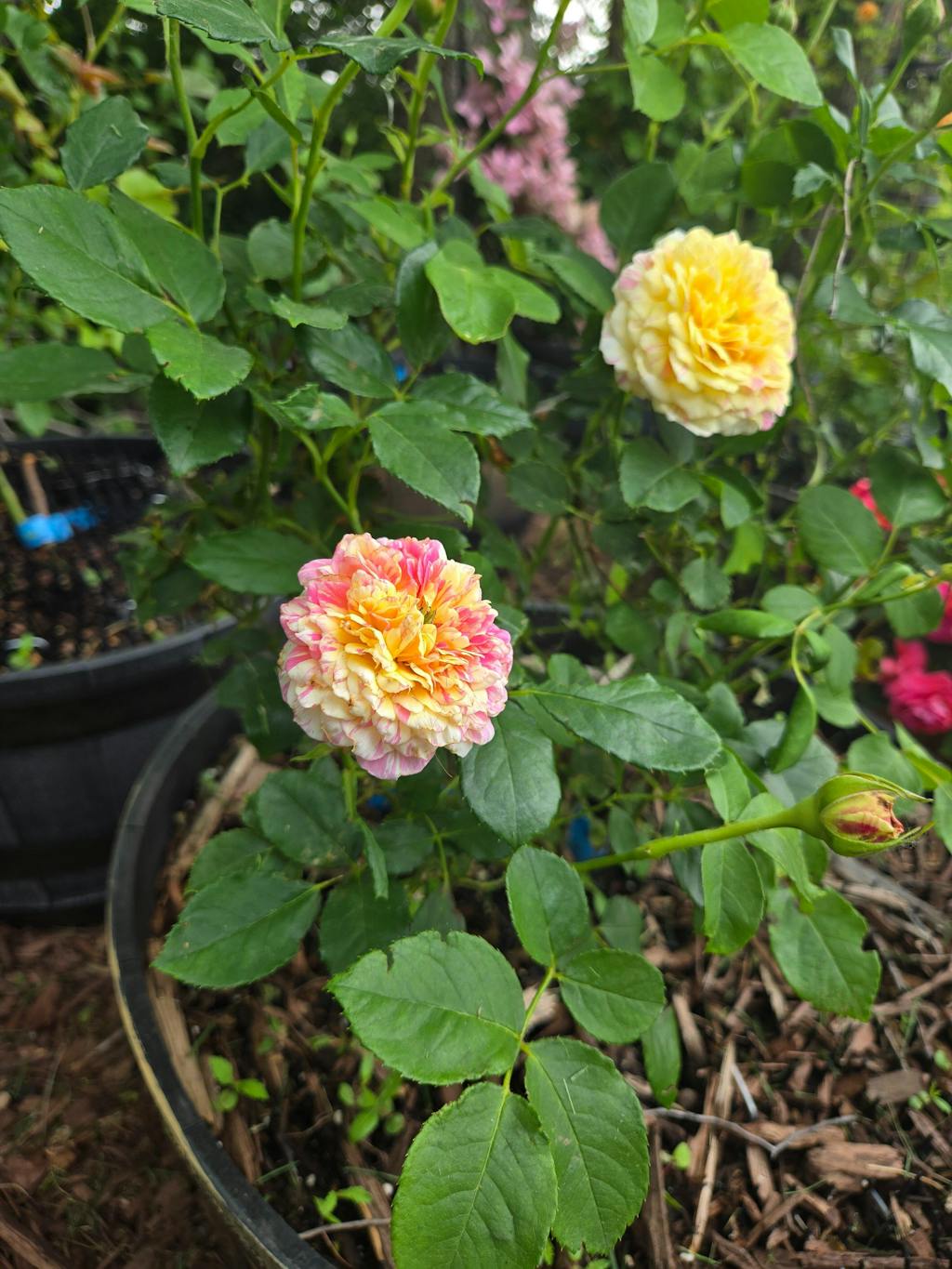 Priscilla German Florist Shrub Rose – Highgarden Roses