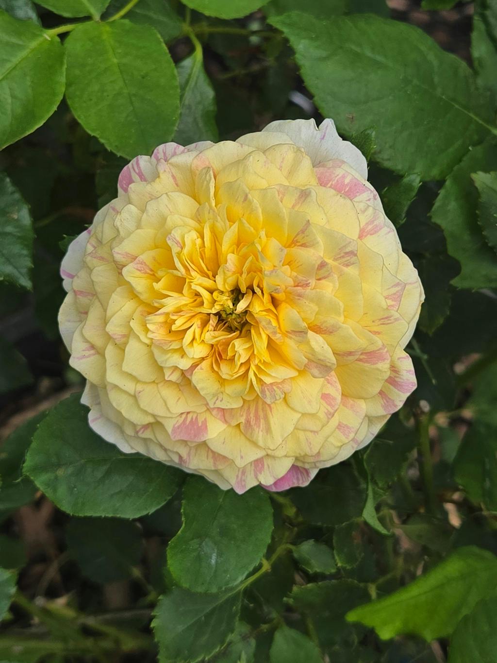 French Garden Shrub Rose Inspired by Claude Monet – Highgarden Roses