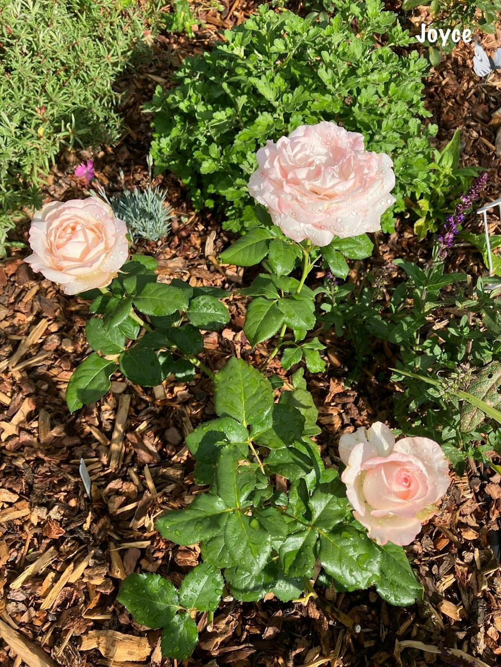 Priscilla German Florist Shrub Rose – Highgarden Roses