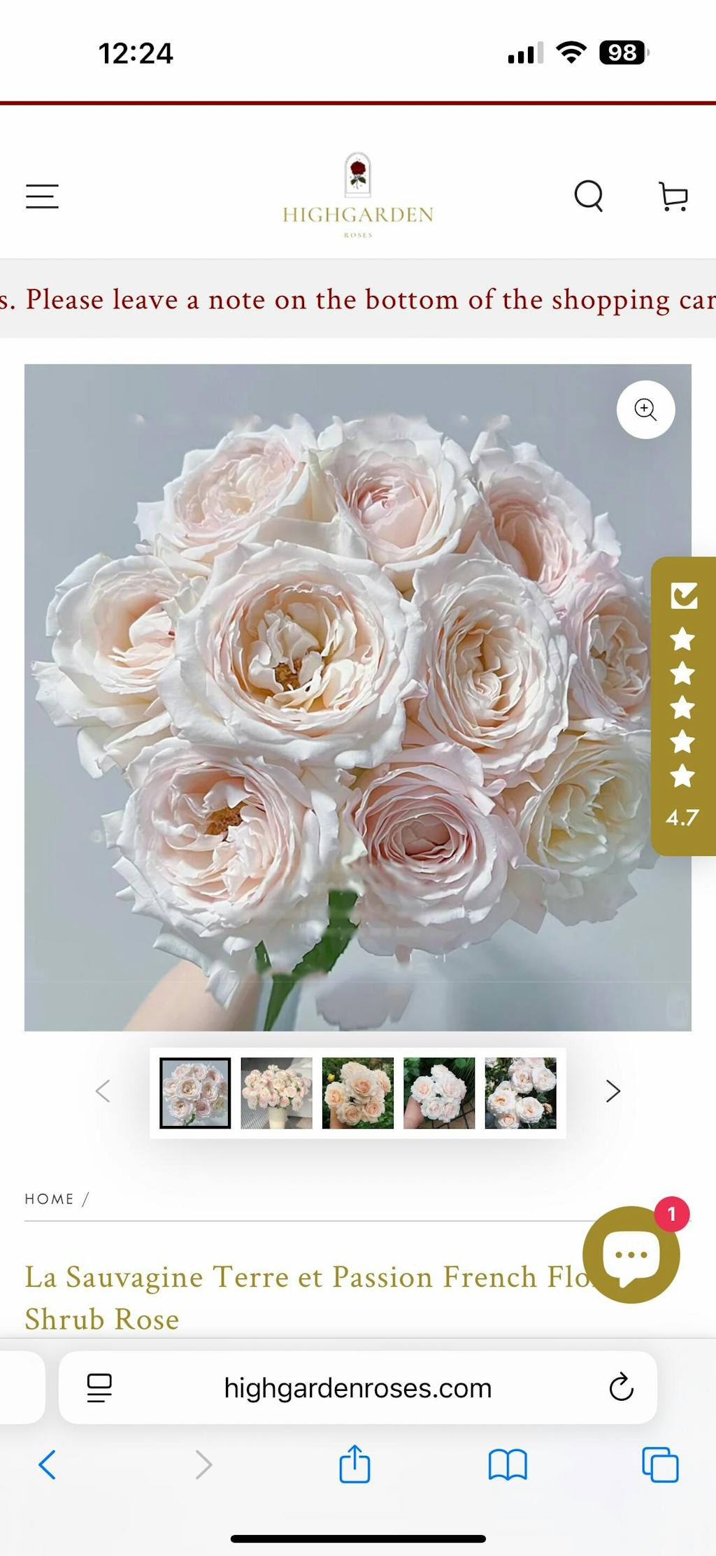 Priscilla German Florist Shrub Rose – Highgarden Roses