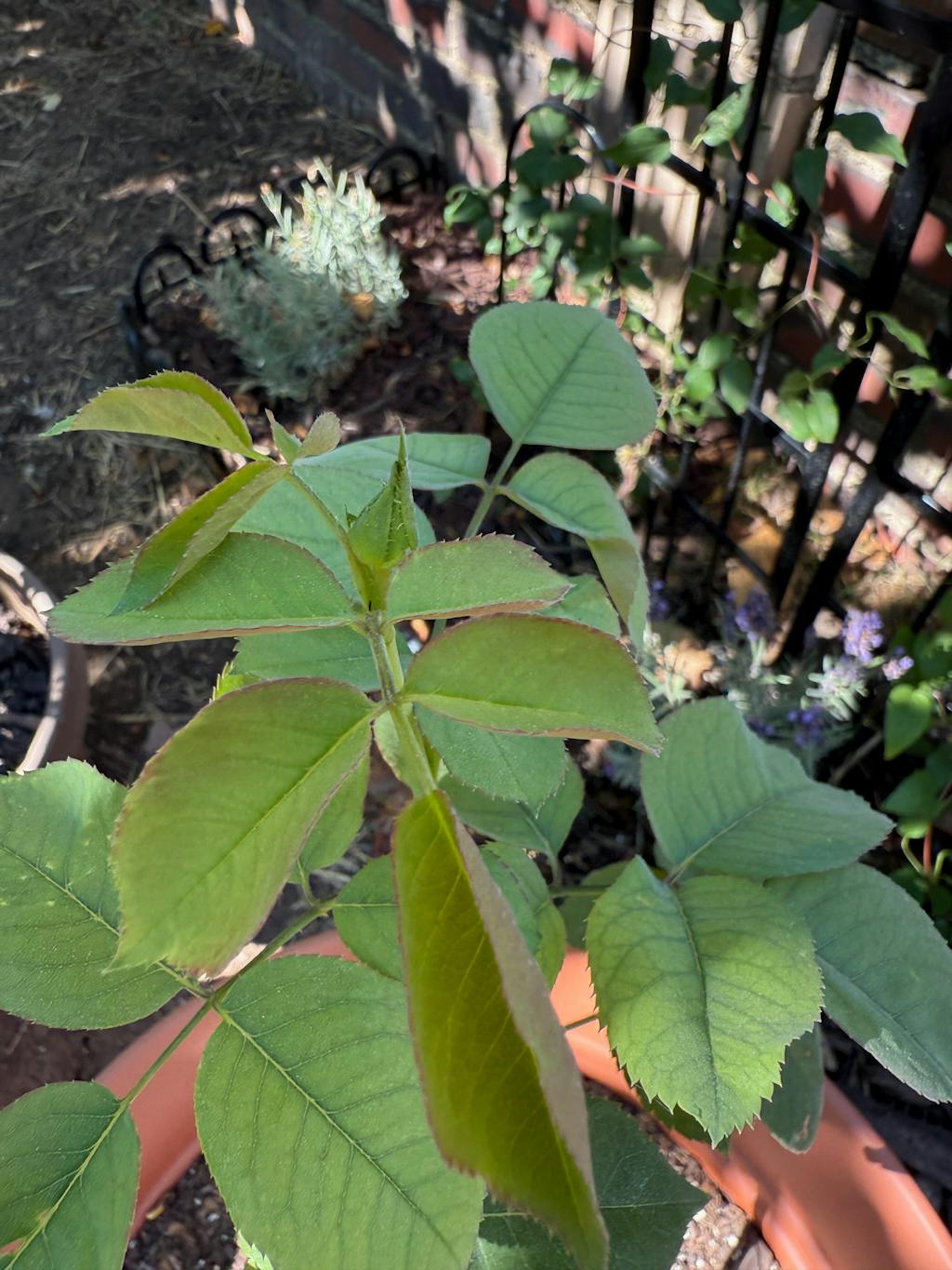 Best Selling Premium Rose Bushes | English Japanese French Garden Roses ...