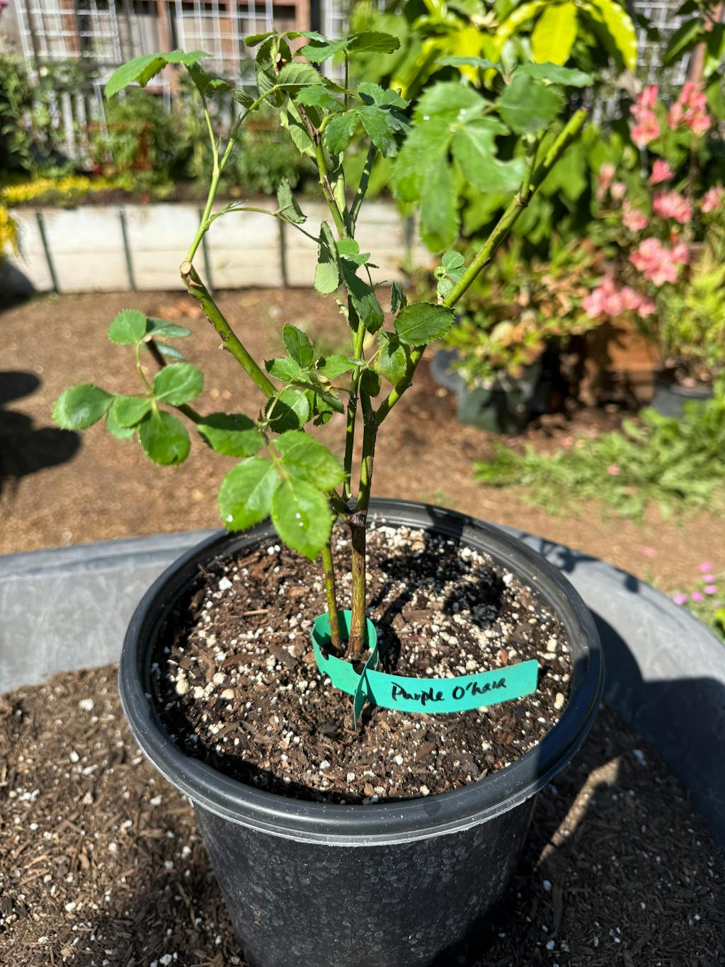 Premium Own Root Garden & Florist Rose Bushes | Ships Nationwide ...