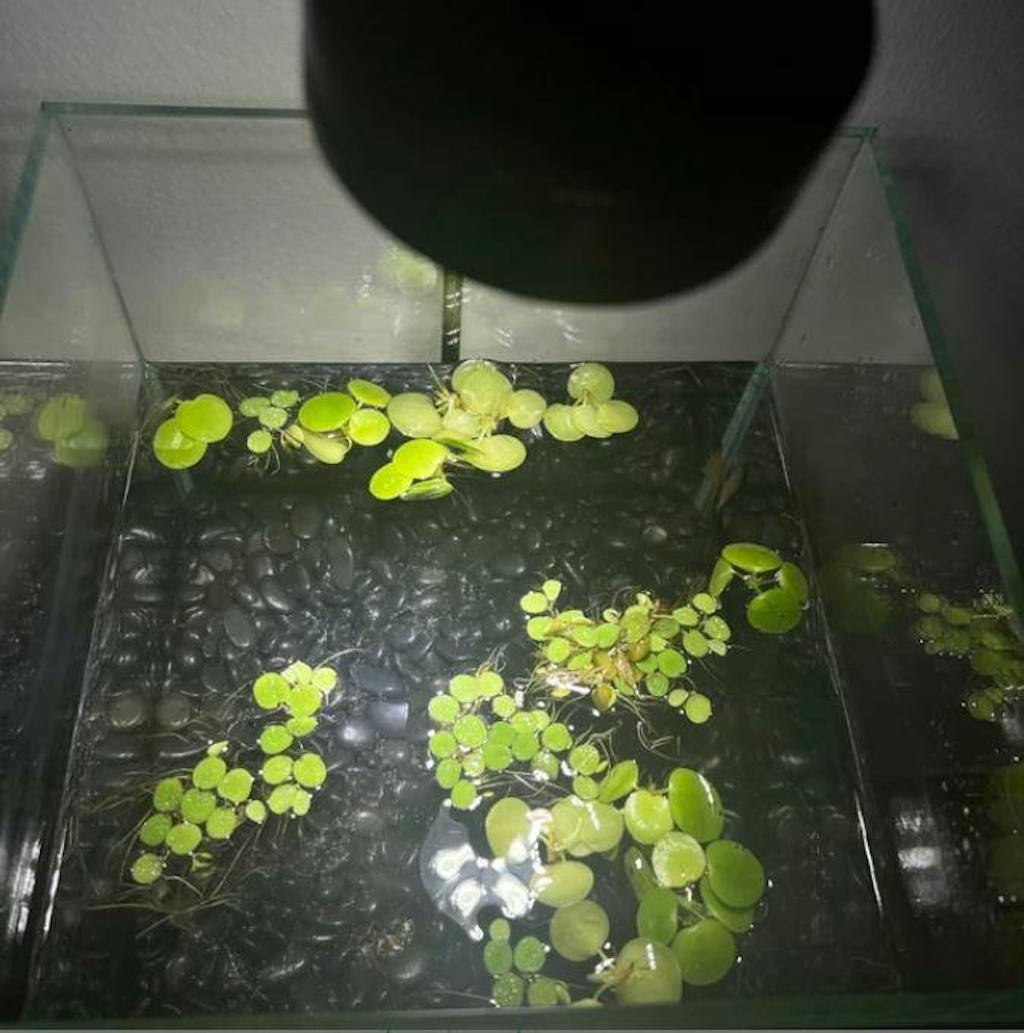 5 Gallon Nano Tall Rimless Frameless All Glass Aquarium, Low Iron Riml ...