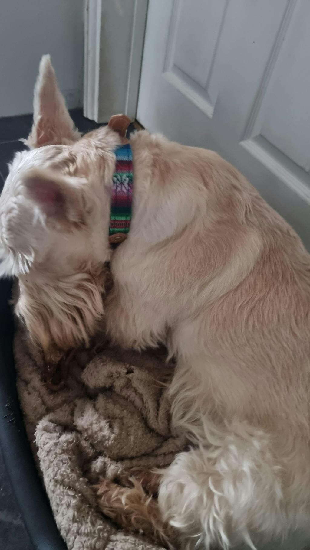 Inca Blue Dog Collar – Hiro + Wolf