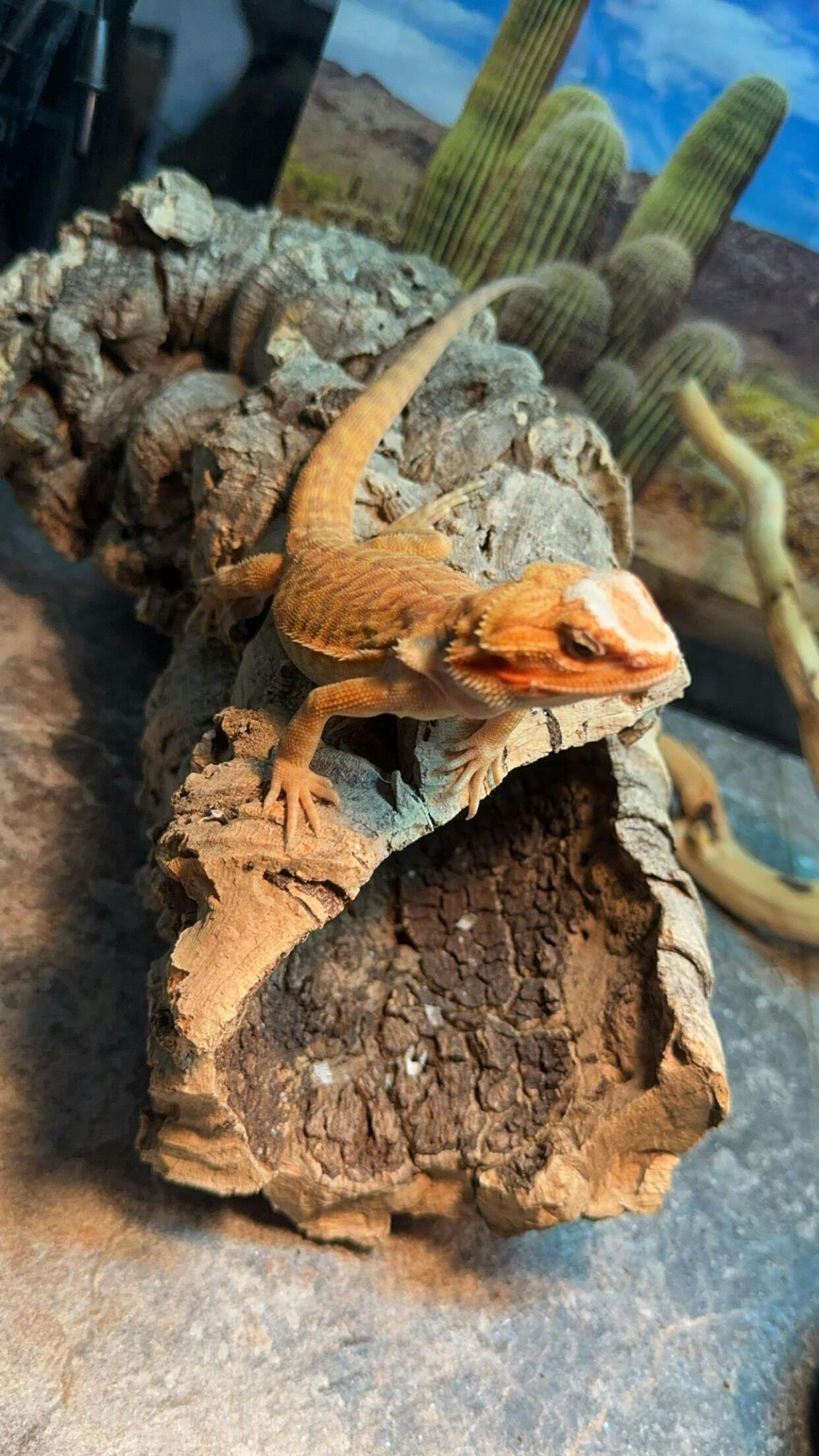 Live Organic Mealworms – Hive Queen Insects