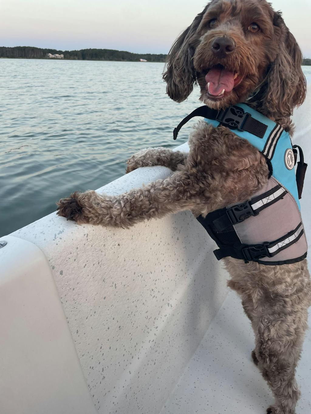 Holistic Dog Food, Treats, and Protein Toppers | HOLI