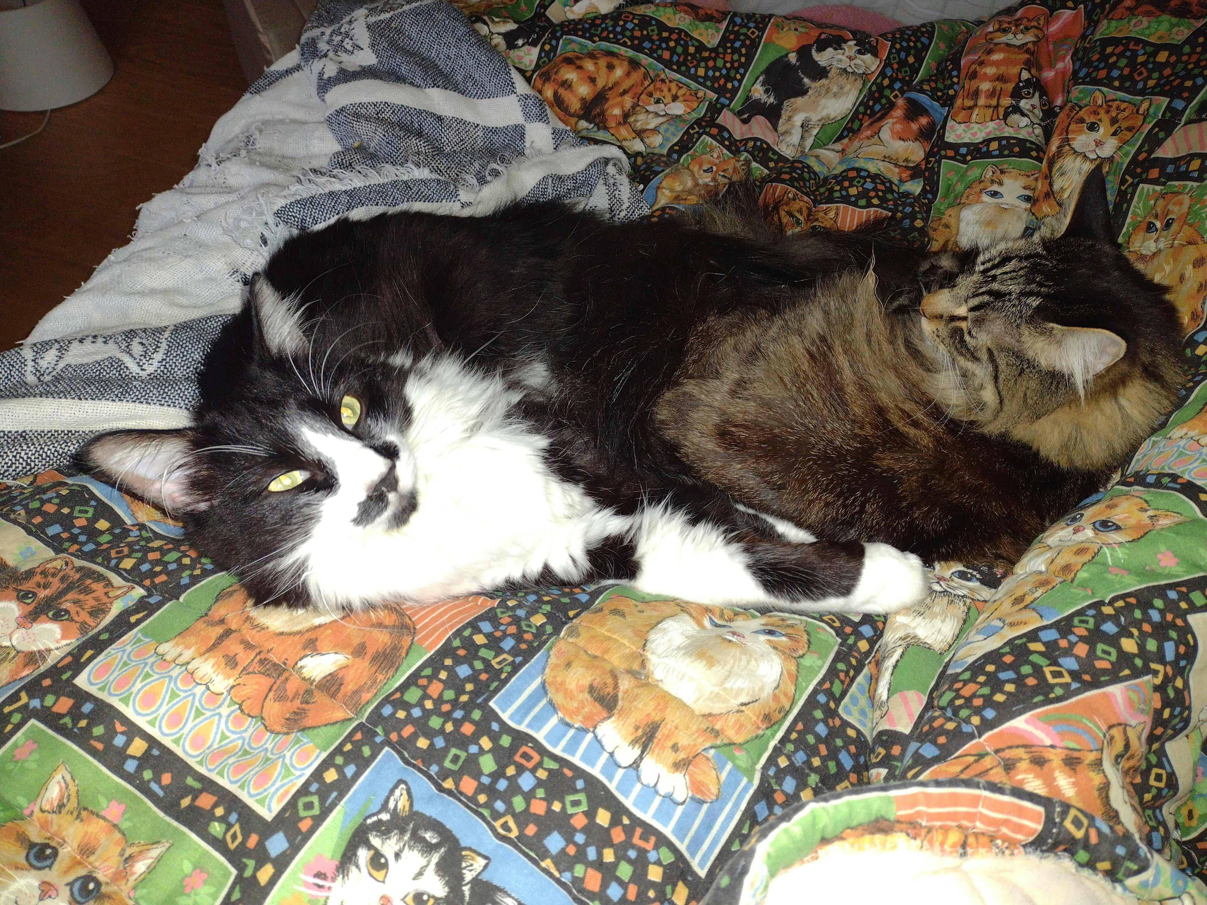 Homemade Meals for Cats | Holistic Vet Blend Feline Premix