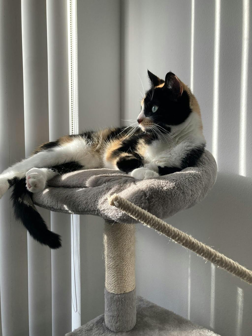 Feline Premix | Holistic Vet Blend