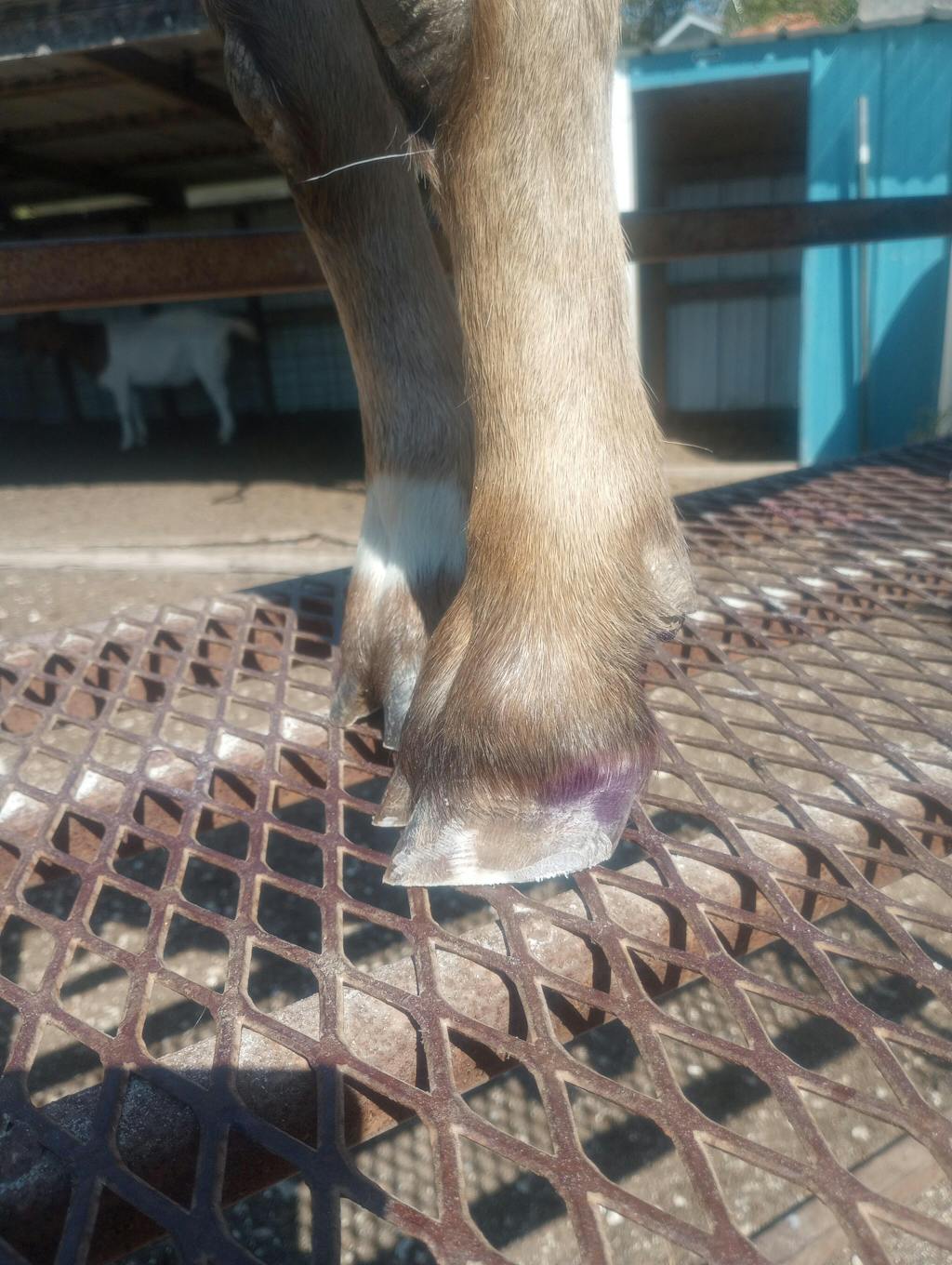 Complete Goat Hoof Care Battery Trimming Set - Hoof Boss