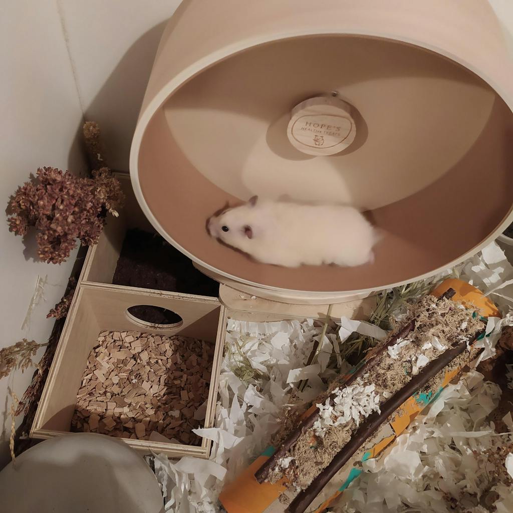 Multi-chamber dig box – Hope's Healthy Treats