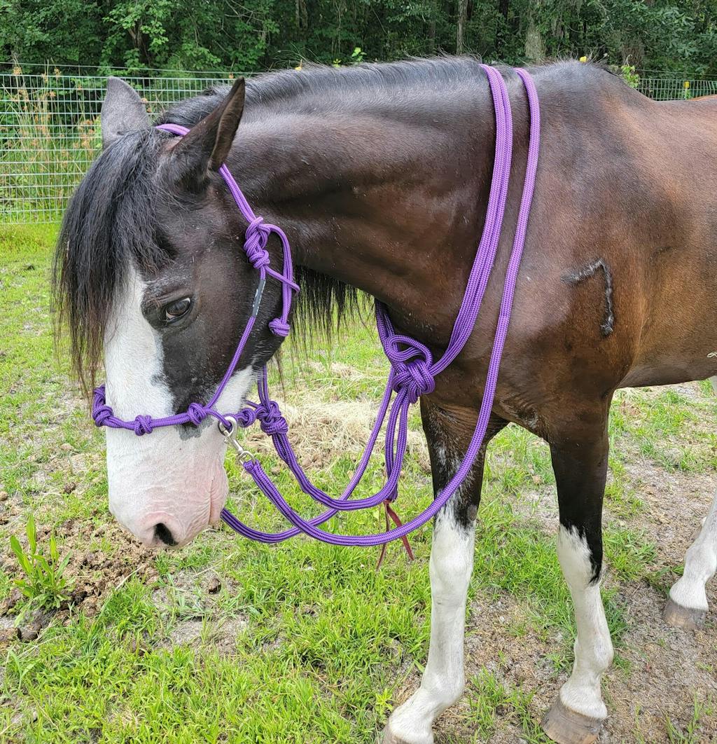 MG Halter, Lead Rope, Reins Full Set – Horse Help