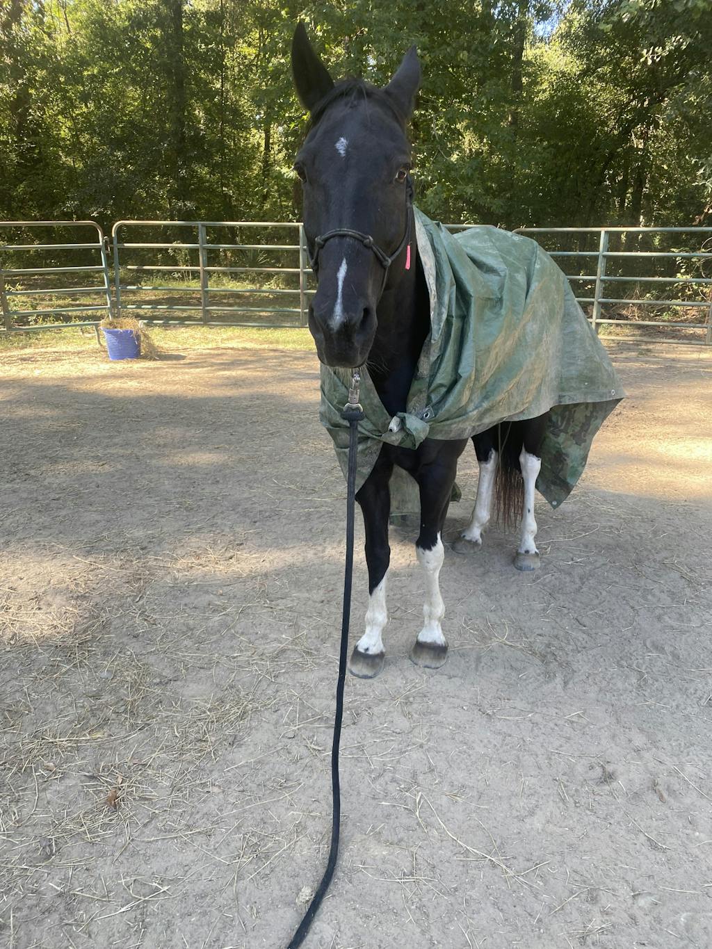 Horse Help Course - DIY