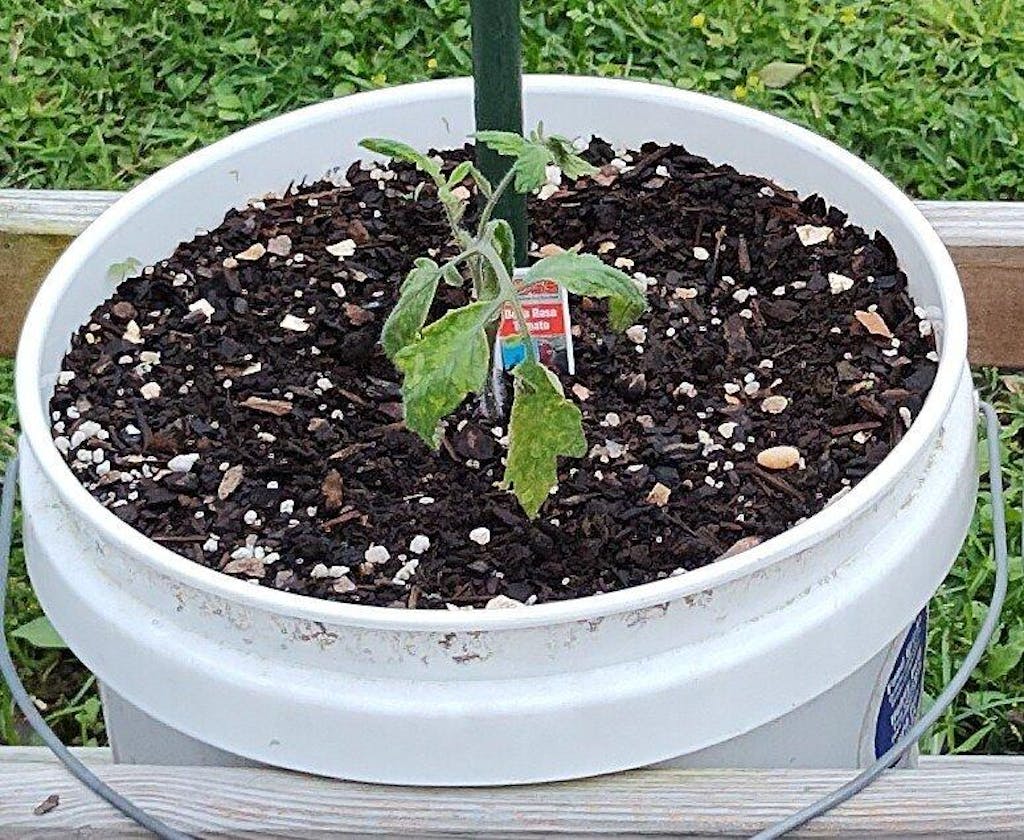 Bella Rosa Tomato | Rich and real Flavor | GrowHoss – HOSS