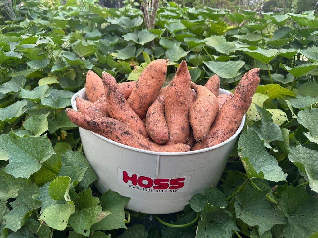 Over-the-Shoulder Harvesting Bucket – HOSS