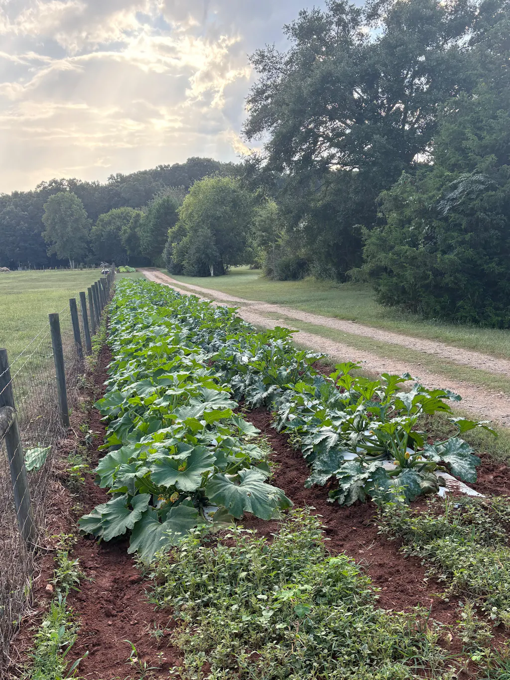 Spineless Supreme Hybrid Zucchini F1 – HOSS
