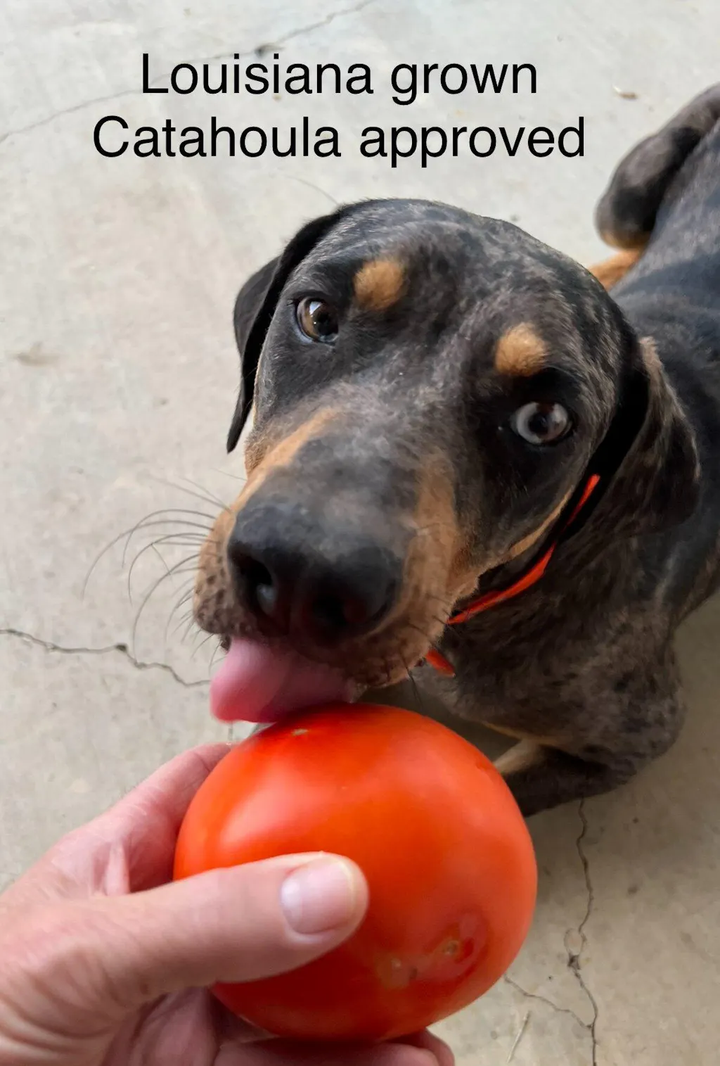 Hossinator Hybrid Tomato F1 – HOSS