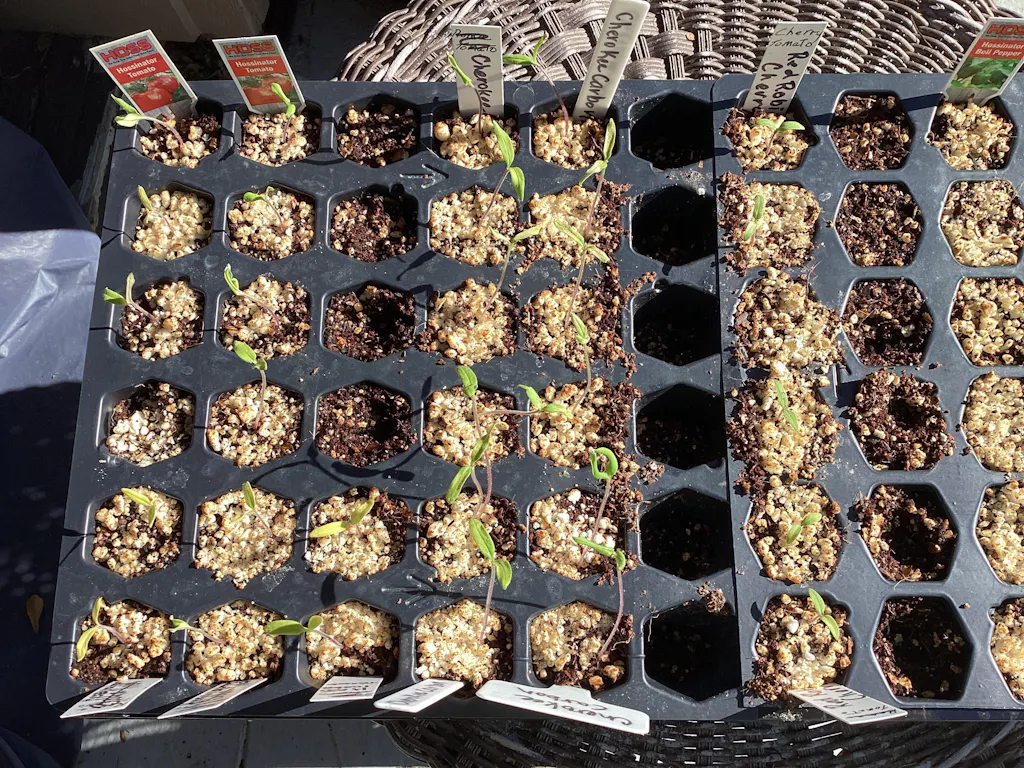 Hossinator Hybrid Tomato F1 – HOSS