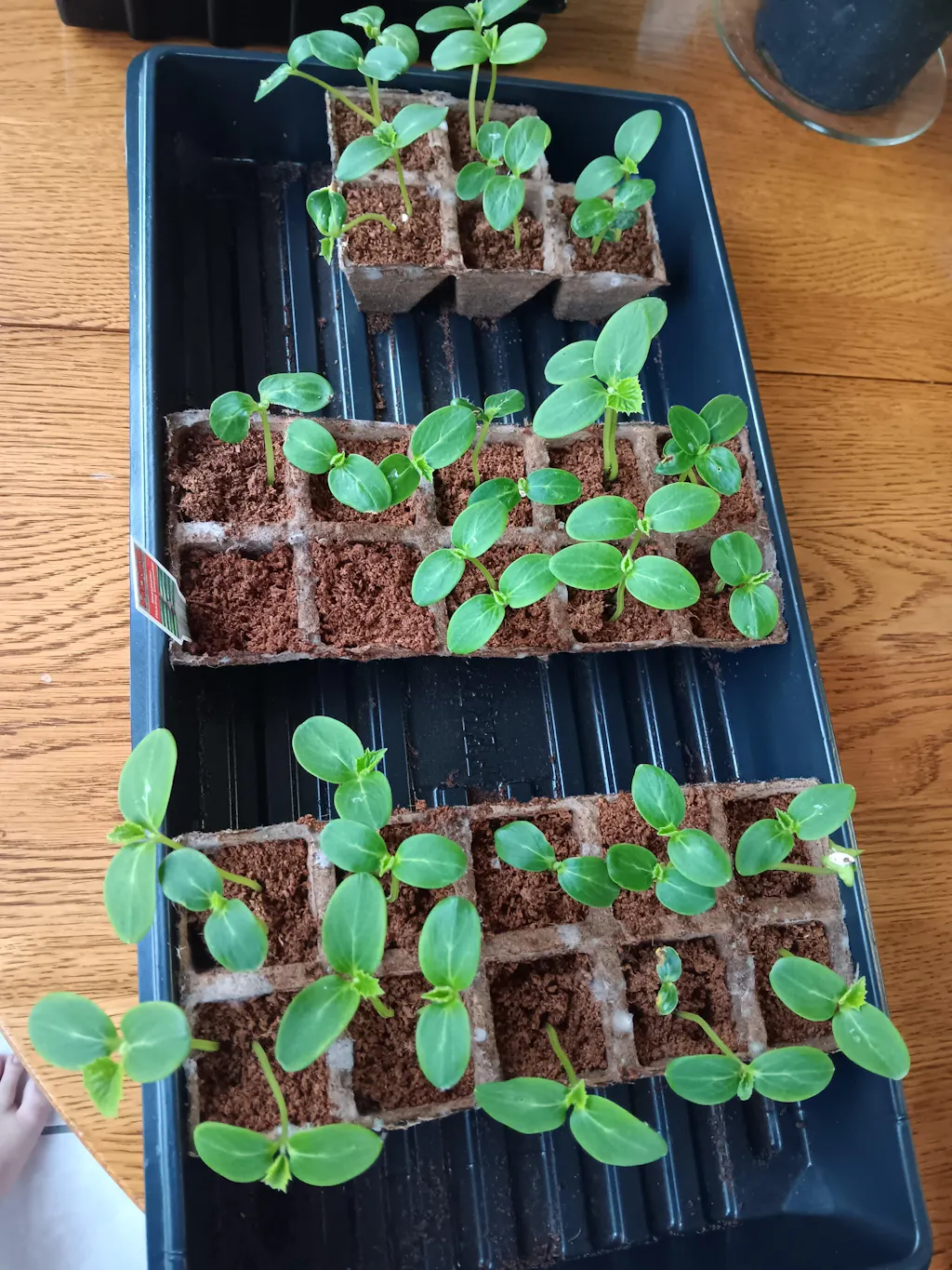Hossinator Hybrid Tomato F1 – HOSS