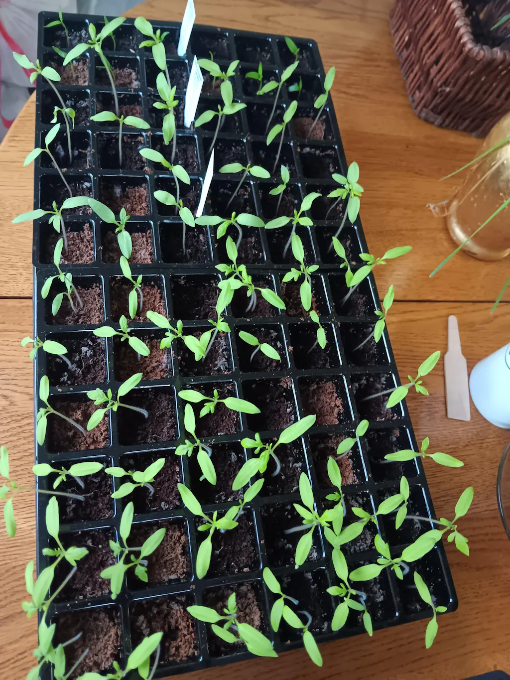 Hossinator Hybrid Tomato F1 – HOSS